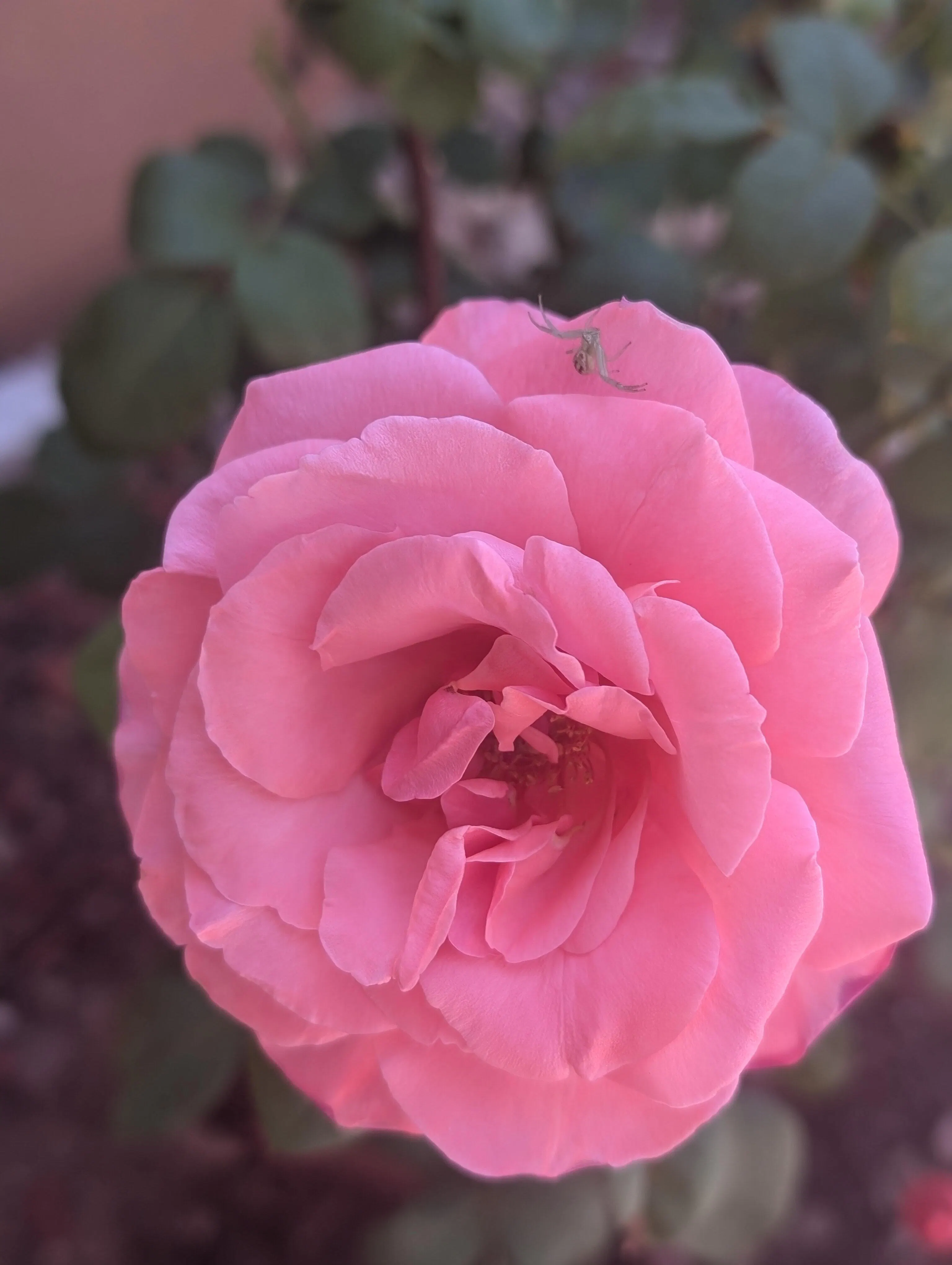 Dee-Lish® – Heirloom Roses