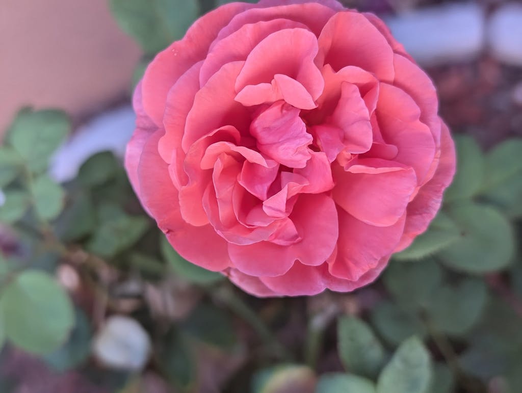 Dee-Lish® – Heirloom Roses