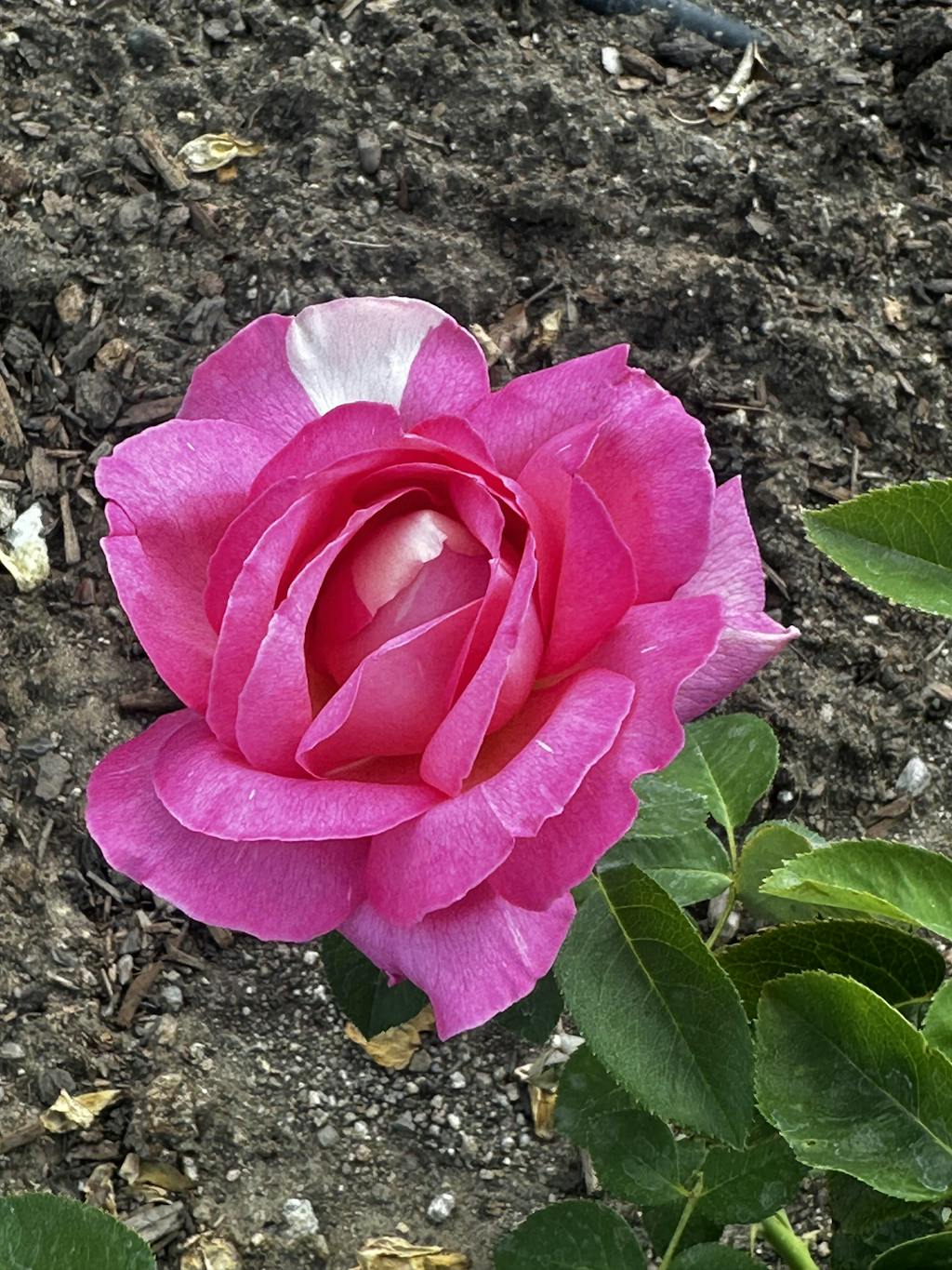 Chicago Peace Rose - Hybrid Tea - Moderately Fragrant – Heirloom Roses