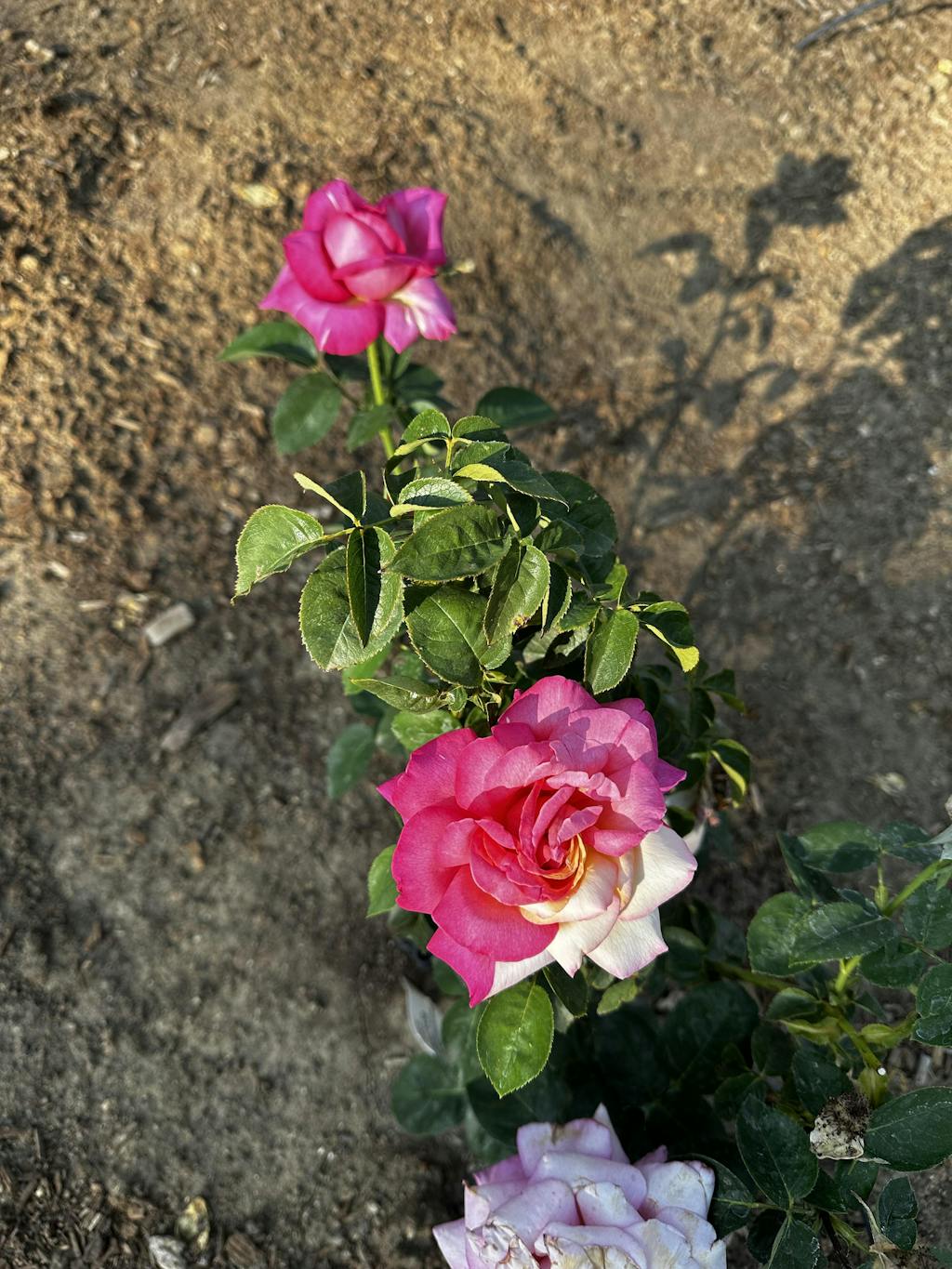 Chicago Peace Rose - Hybrid Tea - Moderately Fragrant – Heirloom Roses