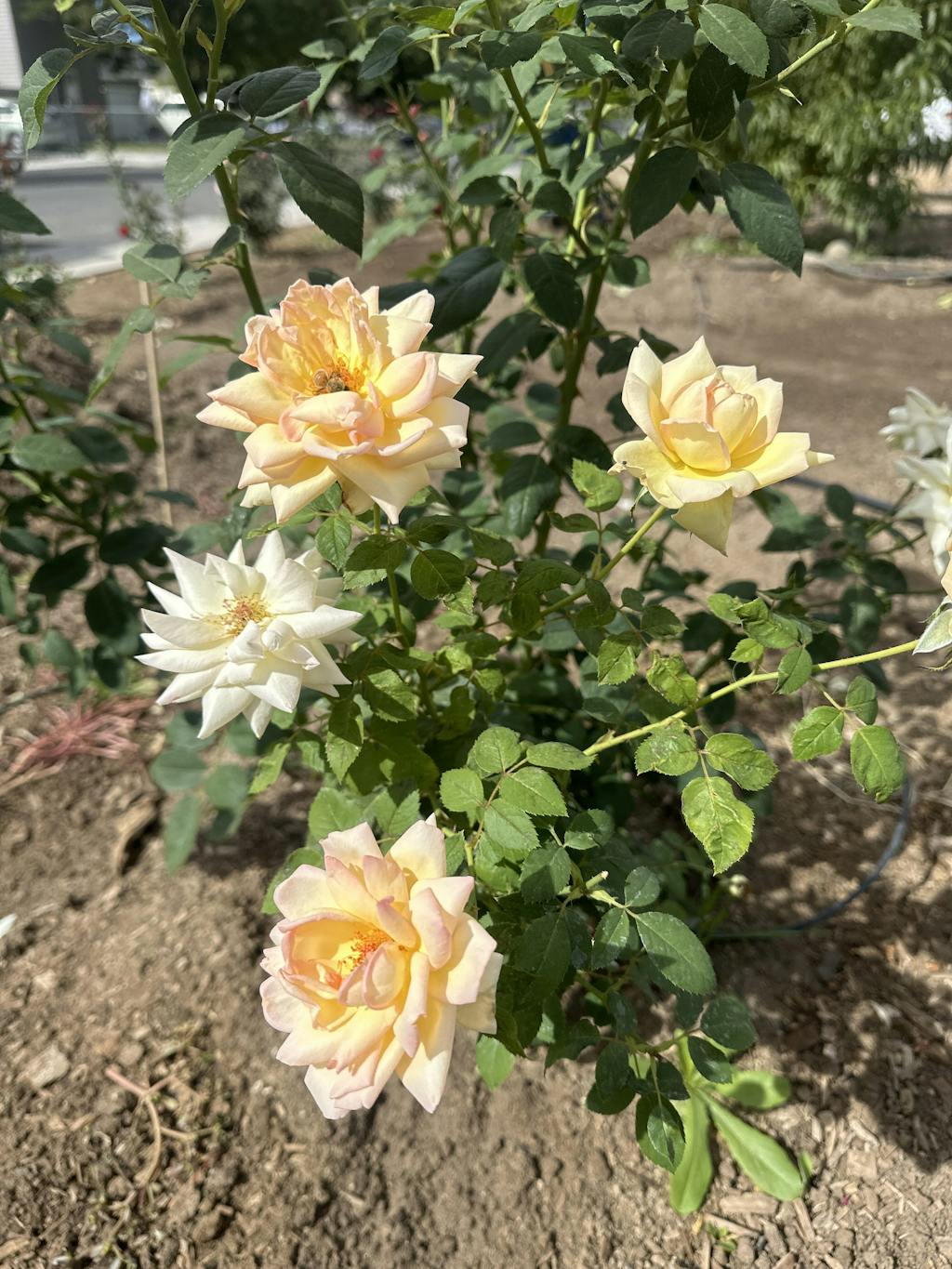 The Lady Hybrid Tea Rose | Colorful Rose Bush – Heirloom Roses