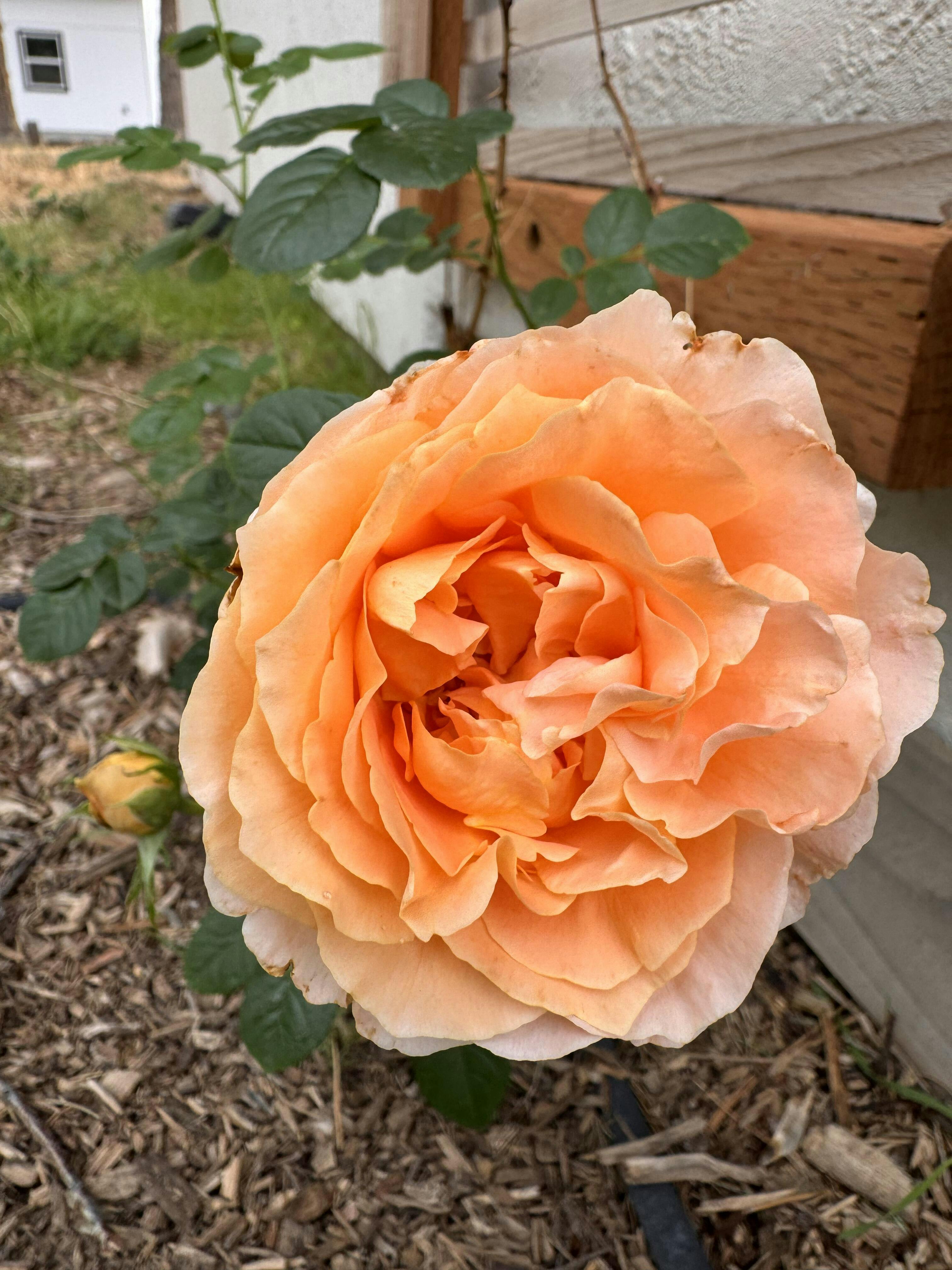 Polka Rose - Climbing Roses - Very Fragrant – Heirloom Roses