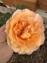 Polka Rose - Climbing Roses - Very Fragrant – Heirloom Roses