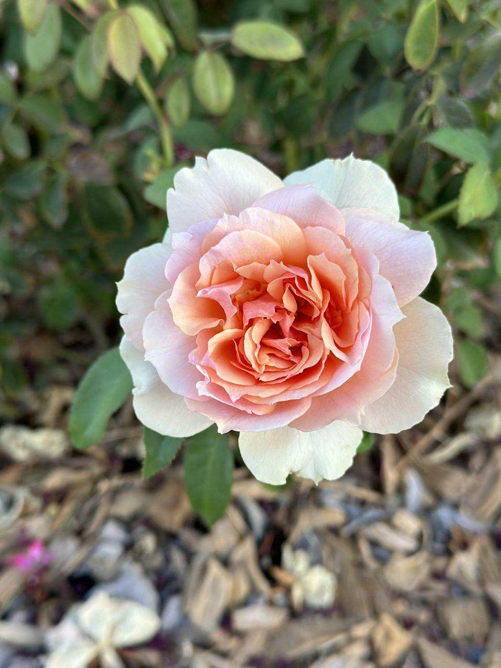 Sunbelt Soul Sister Floribunda Rose | Colorful Rose Bush – Heirloom Roses