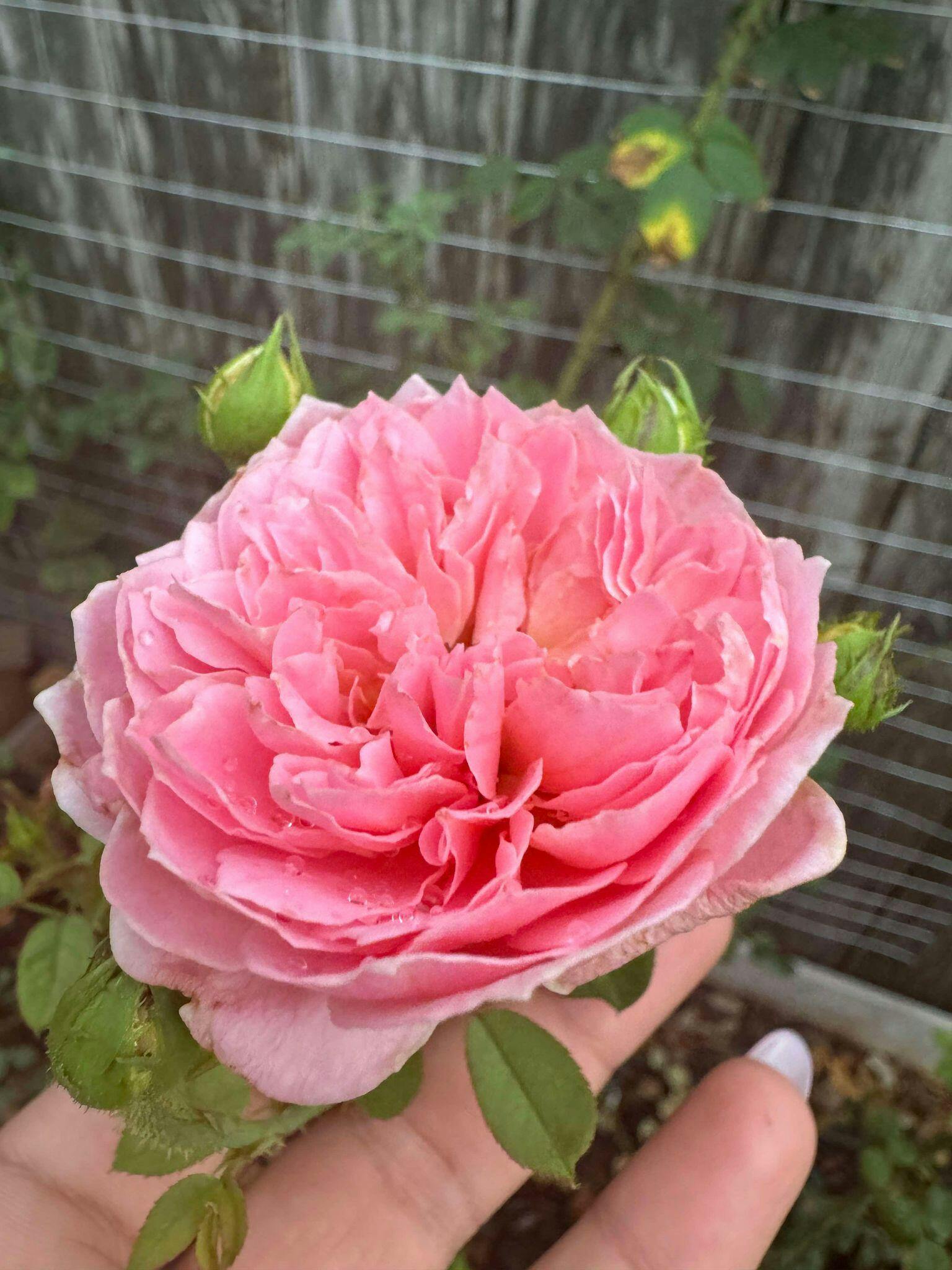 April Love Rose - Shrub - Exceptionally Fragrant – Heirloom Roses
