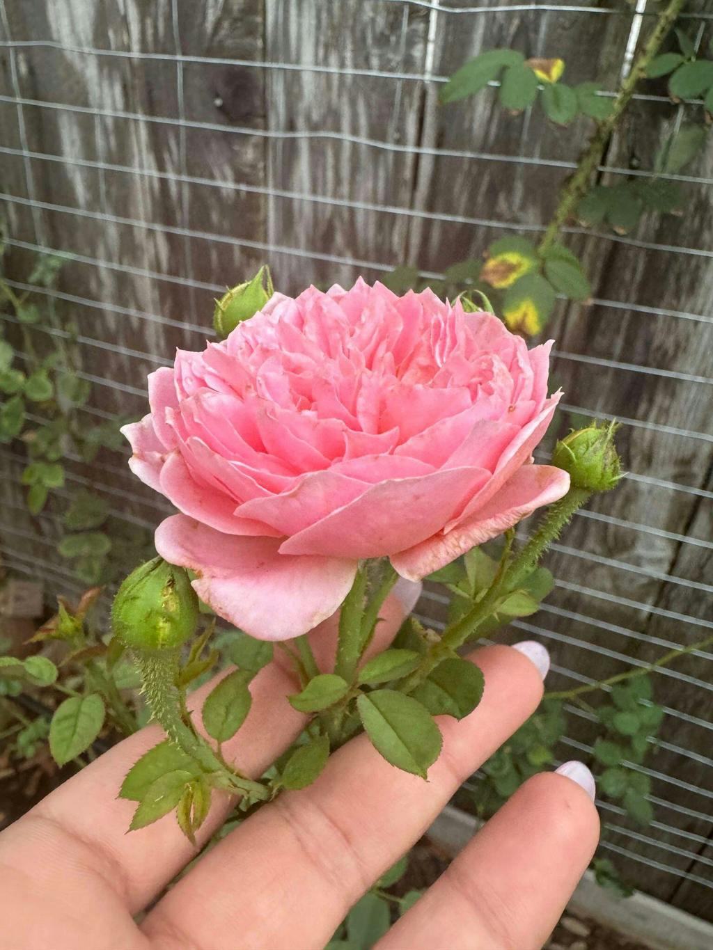 April Love Rose - Shrub - Exceptionally Fragrant – Heirloom Roses