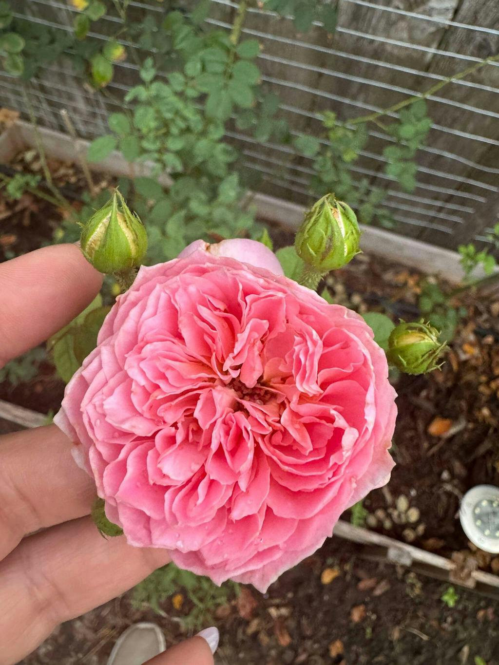 April Love Rose - Shrub - Exceptionally Fragrant – Heirloom Roses