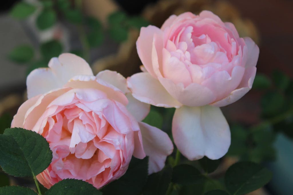 Lover's Blush Shrub Rose | Fragrant Rose Bush – Heirloom Roses