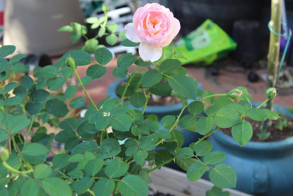 Lover's Blush Shrub Rose | Fragrant Rose Bush – Heirloom Roses