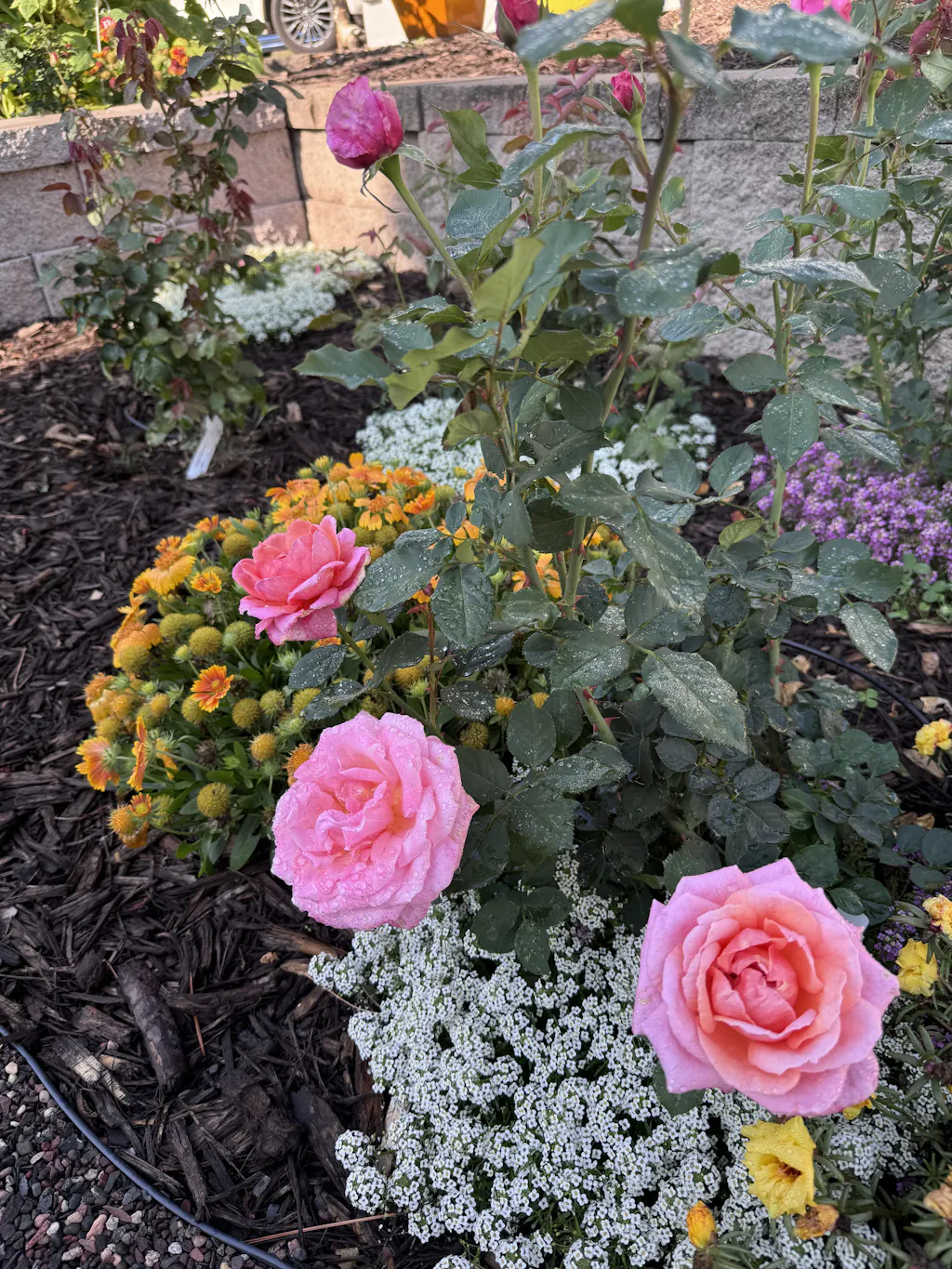 Fragrant Hour Rose - Hybrid Tea - Very Fragrant – Heirloom Roses