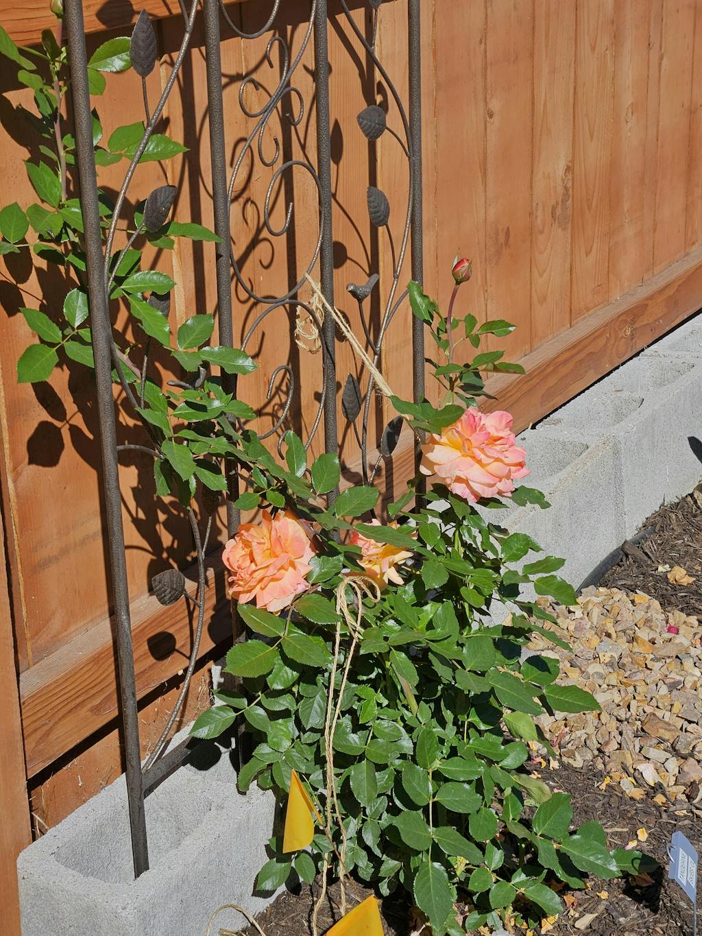 Arborose Tangerine Skies Climbing Rose | Fragrant Rose Plant – Heirloom ...