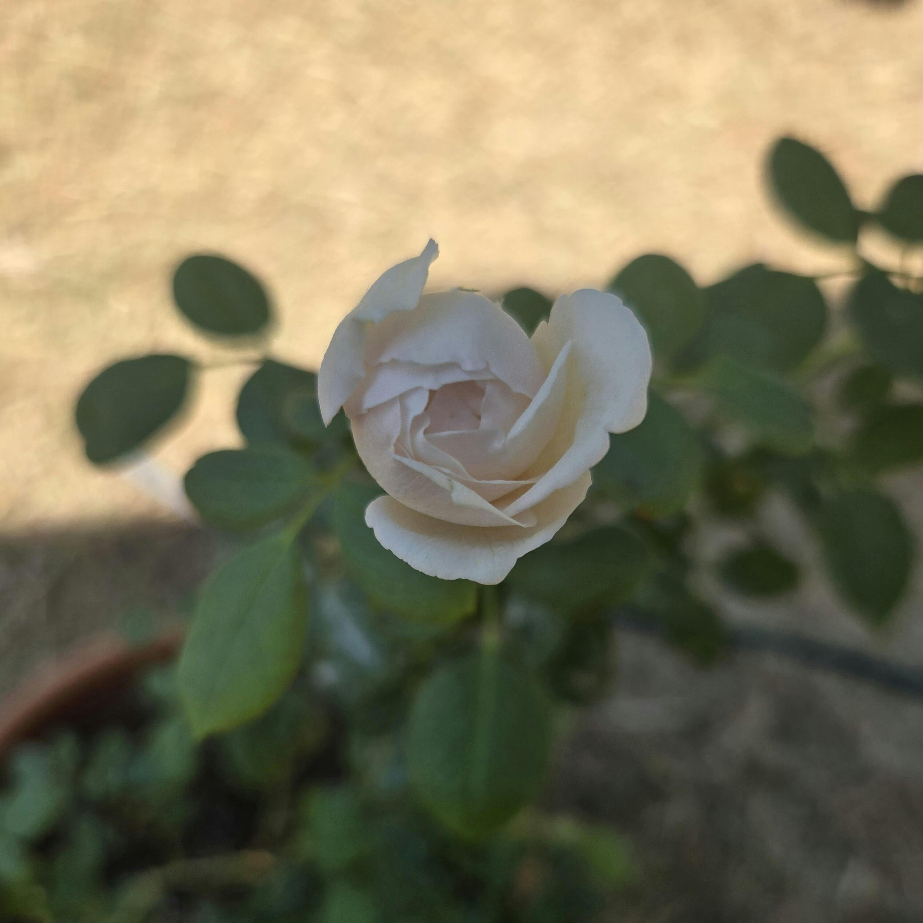 Earth Angel Rose - Floribunda - Exceptionally Fragrant – Heirloom Roses