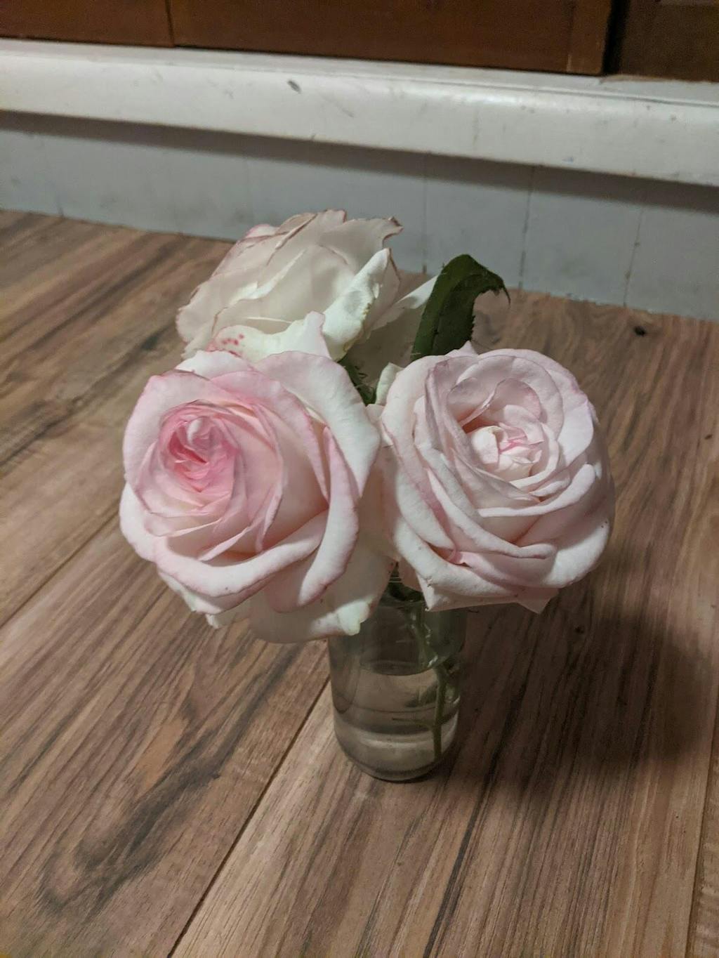 Moonstone Hybrid Tea Rose | White Rose Plant – Heirloom Roses