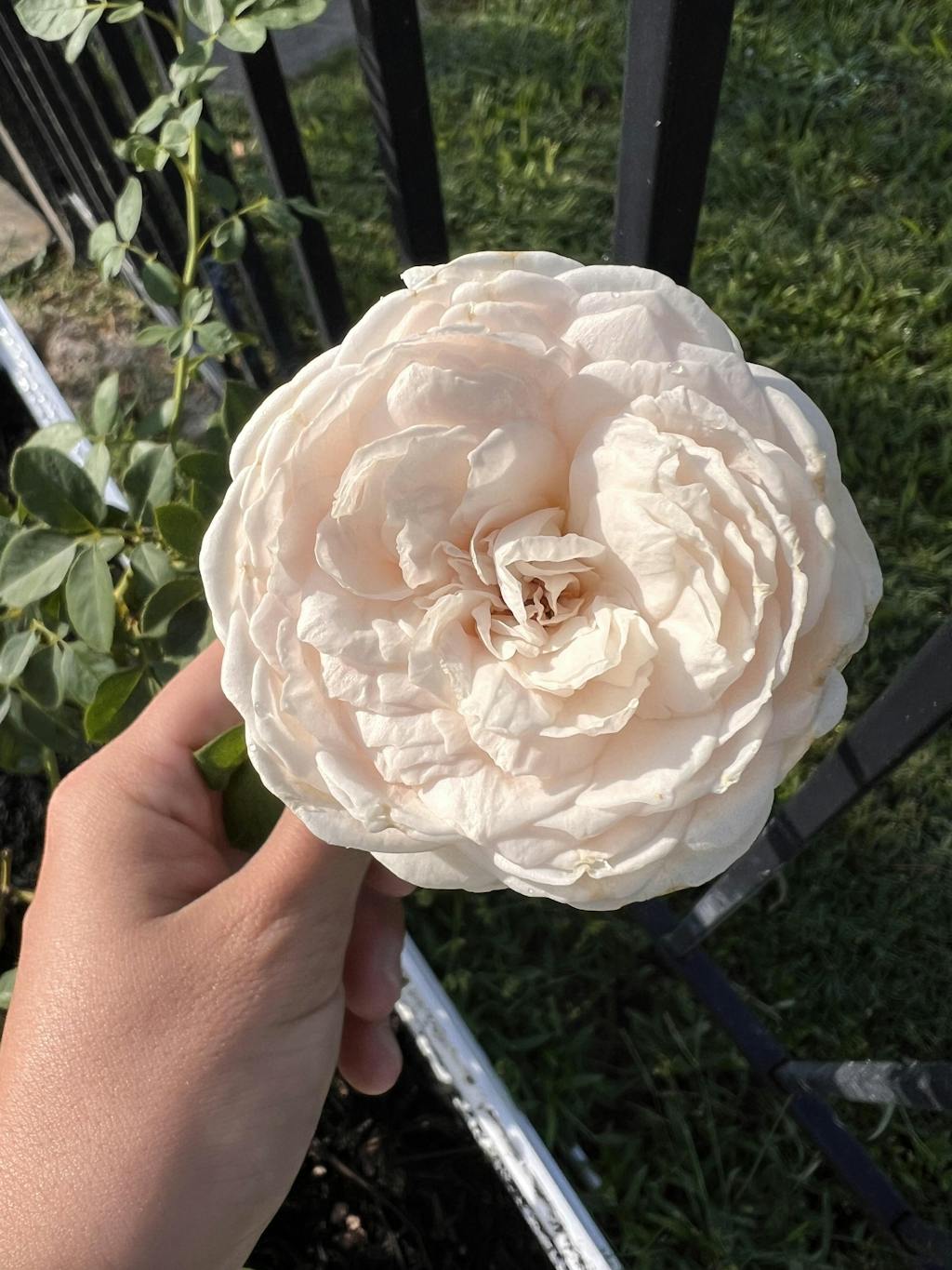 Earth Angel Rose - Floribunda - Exceptionally Fragrant – Heirloom Roses