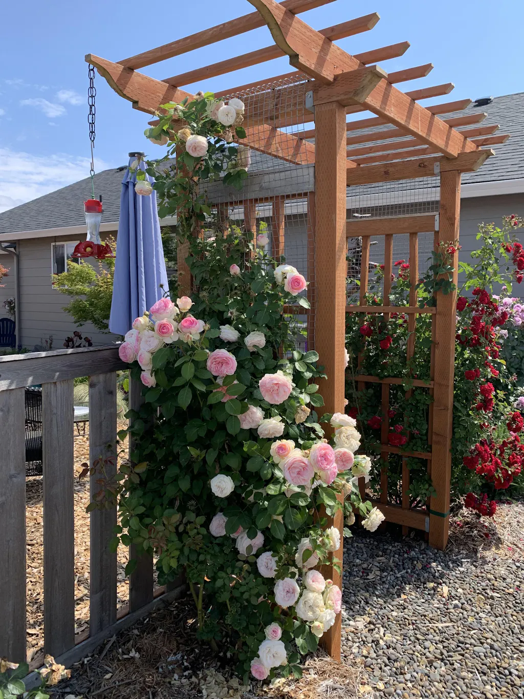 Eden Rose - Climbing Roses - Lightly Fragrant – Heirloom Roses