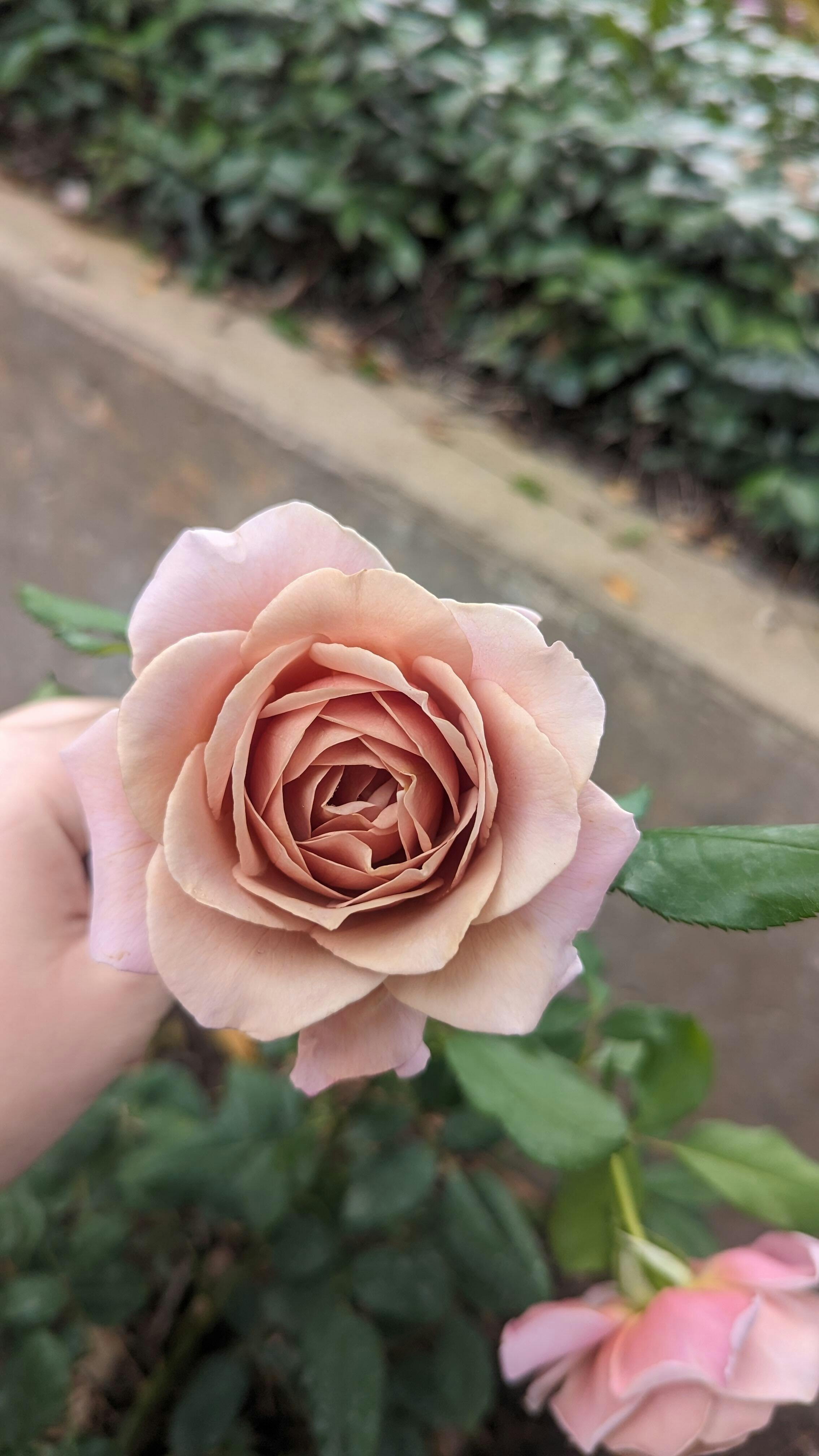 Koko Loko Rose - Floribunda - Moderately Fragrant – Heirloom Roses
