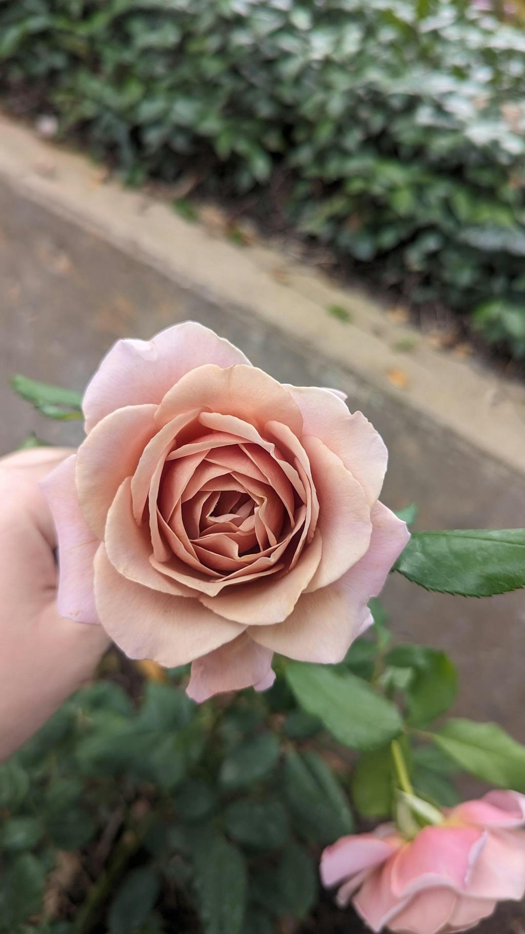 Koko Loko Rose - Floribunda - Moderately Fragrant – Heirloom Roses