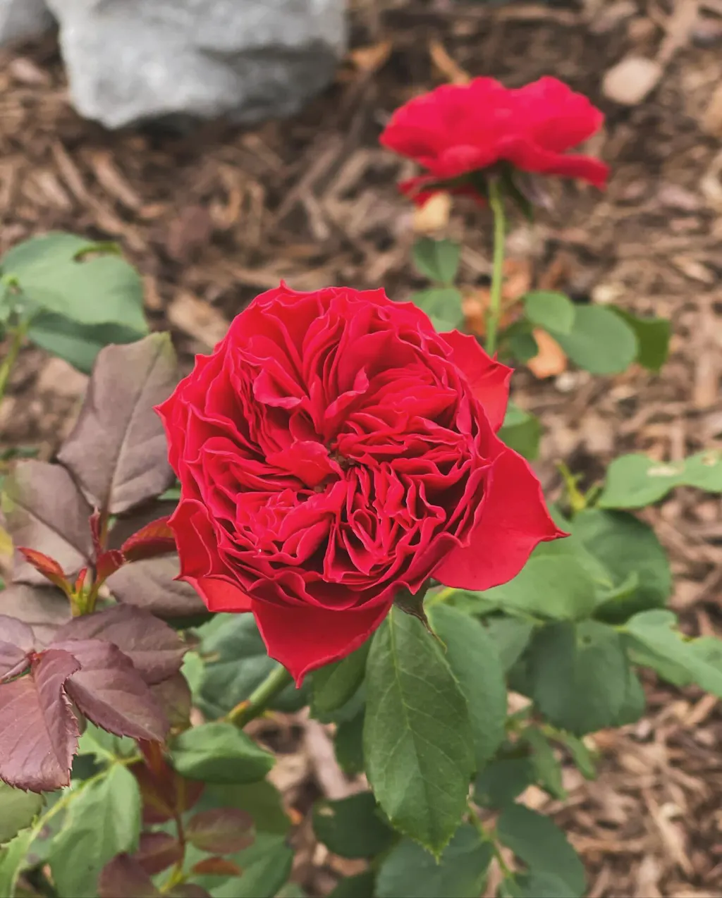 Francois Rabelais Shrub Rose | Red Rose Bush – Heirloom