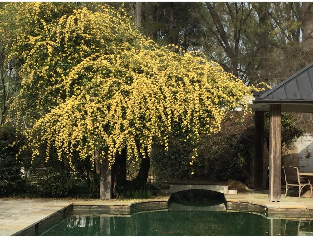 Lady Banks | Yellow Climbing Rose Bush – Heirloom Roses