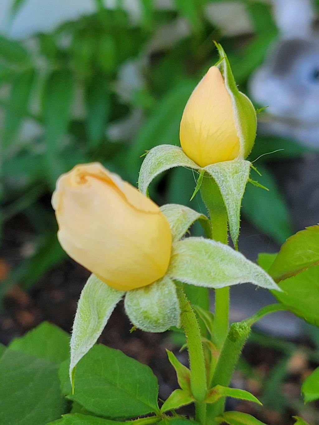 Imogen | Yellow David Austin Rose Bush – Heirloom Roses