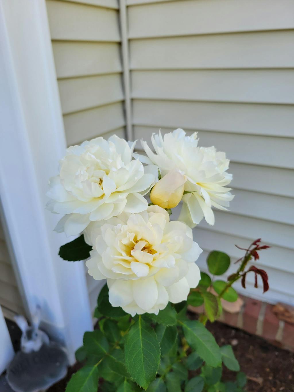 Imogen | Yellow David Austin Rose Bush – Heirloom Roses