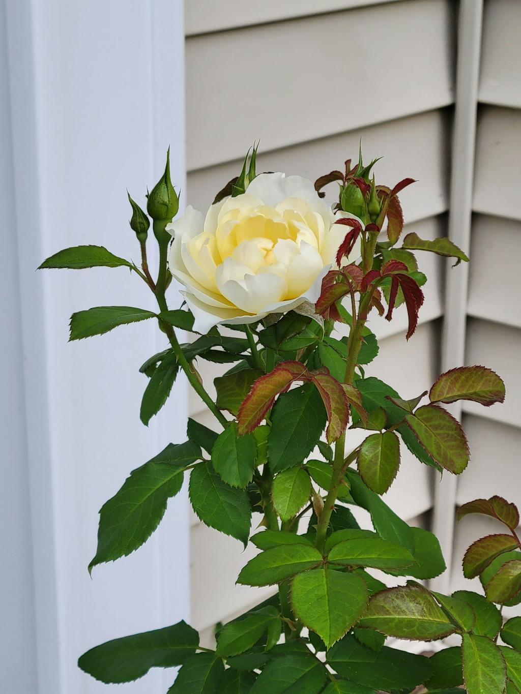 Imogen | Yellow David Austin Rose Bush – Heirloom Roses