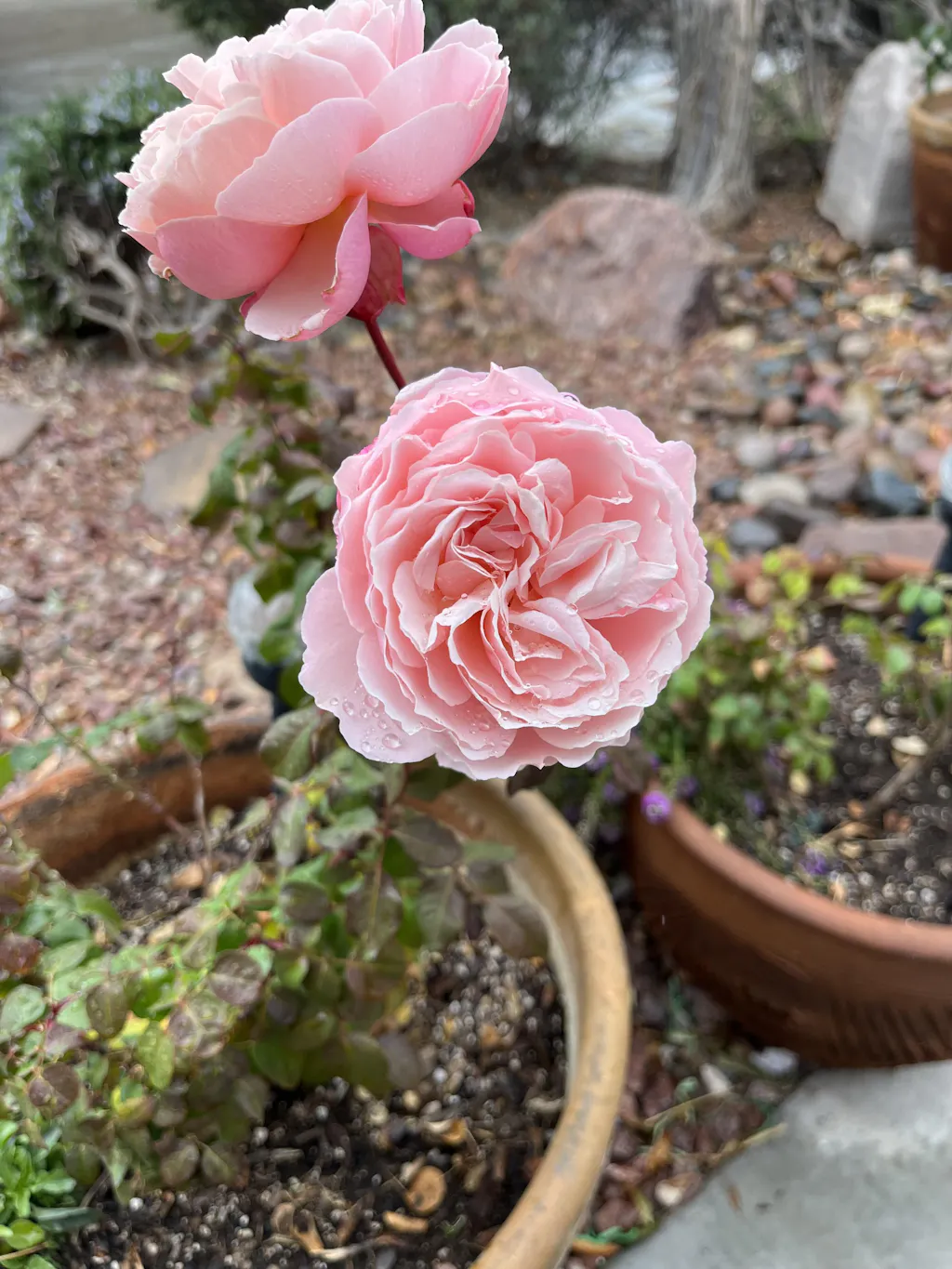 Moonlight in Paris™ – Heirloom Roses