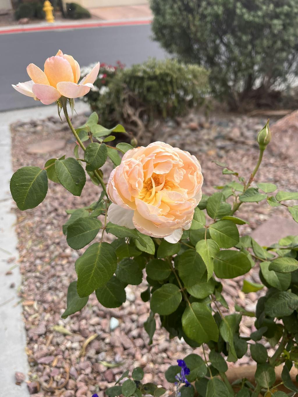 Moonlight in Paris™ – Heirloom Roses