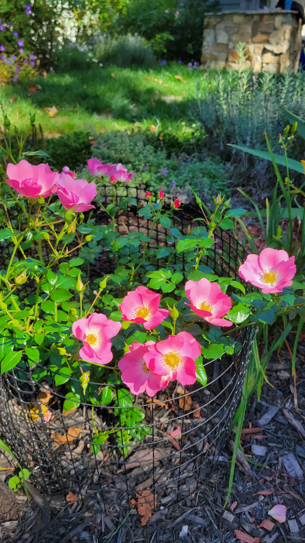 Forever & Ever® Pink | Pink Shrub Rose Bush – Heirloom