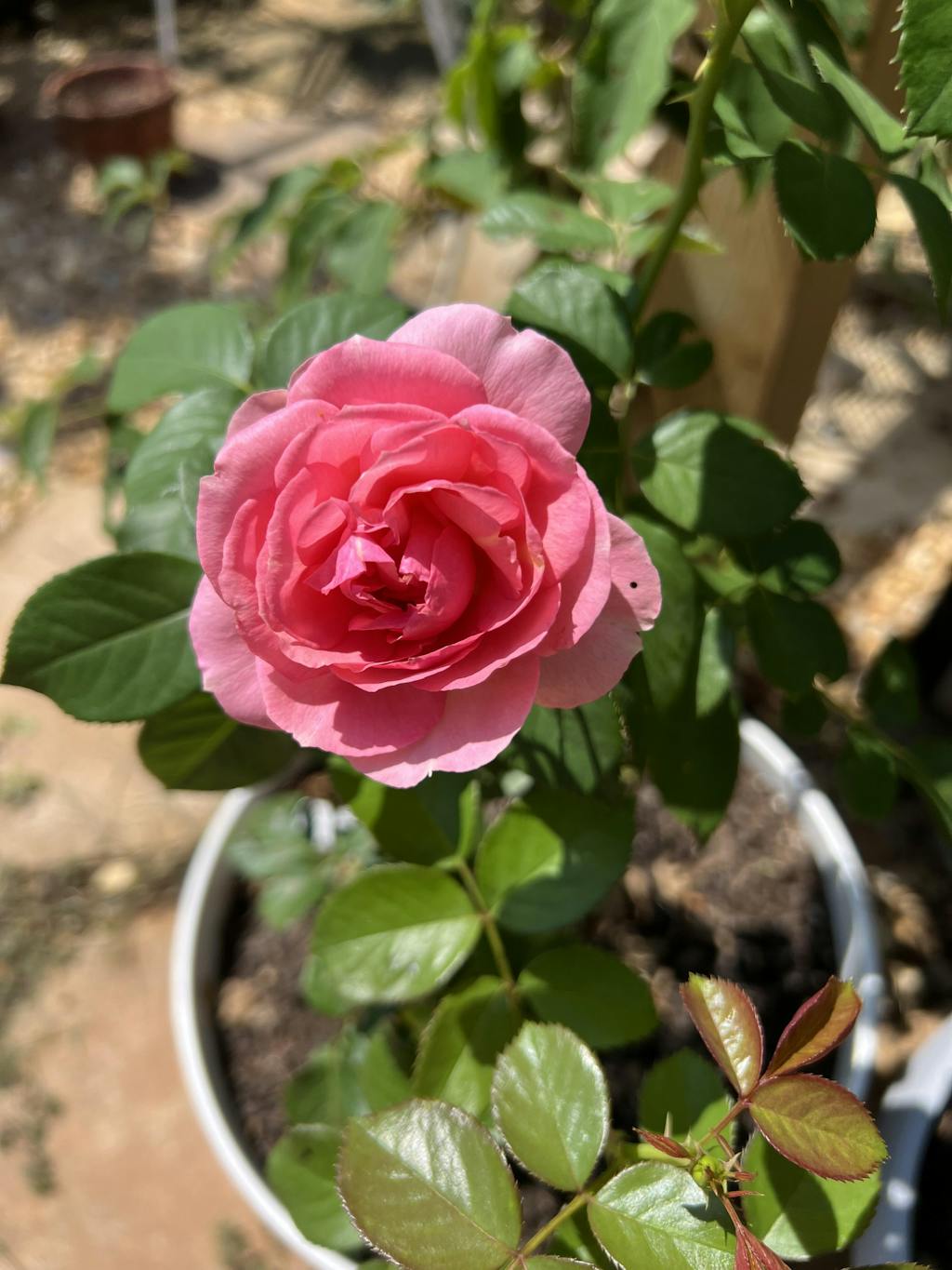 All Dressed Up™ | Pink Grandiflora Rose Bush – Heirloom Roses