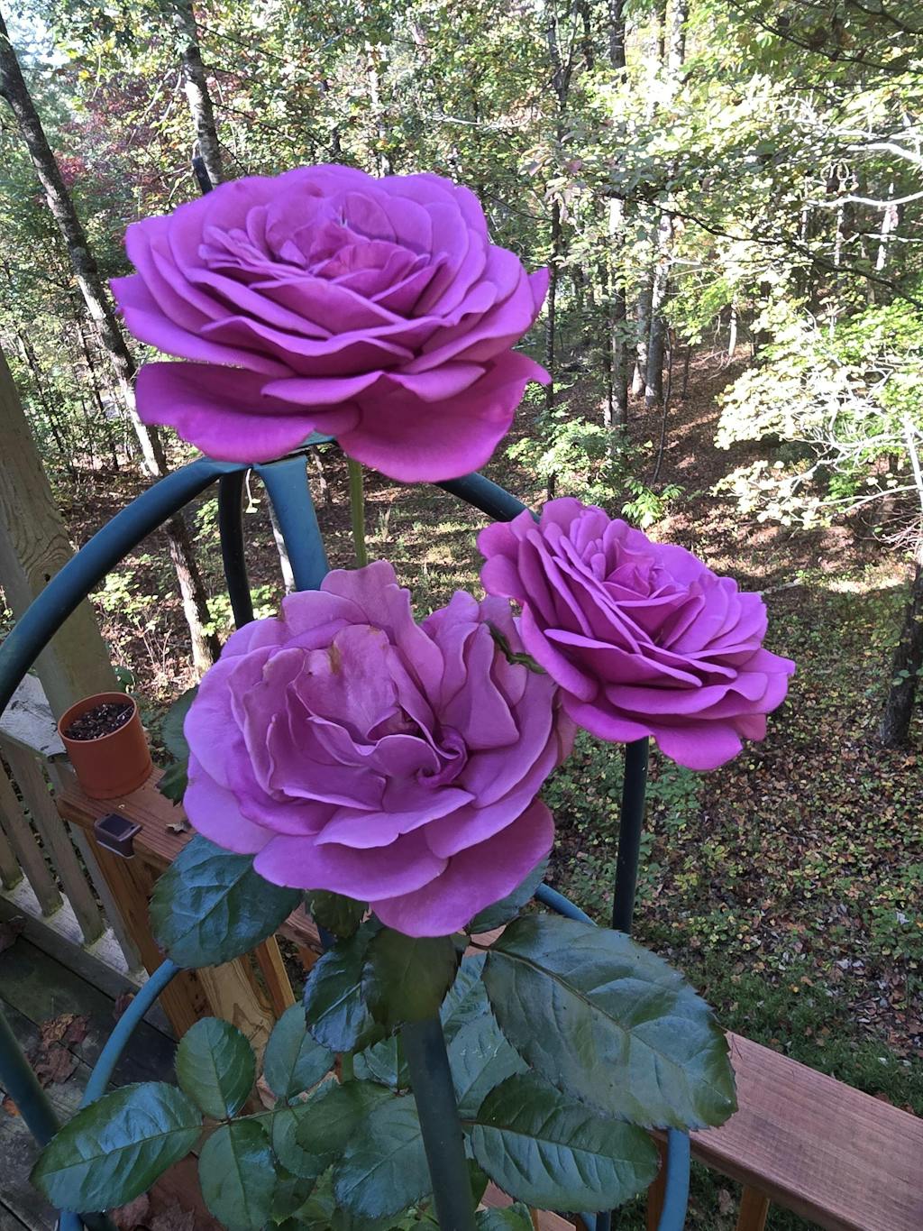 Plum Perfect Rose - Floribunda - Lightly Fragrant – Heirloom Roses