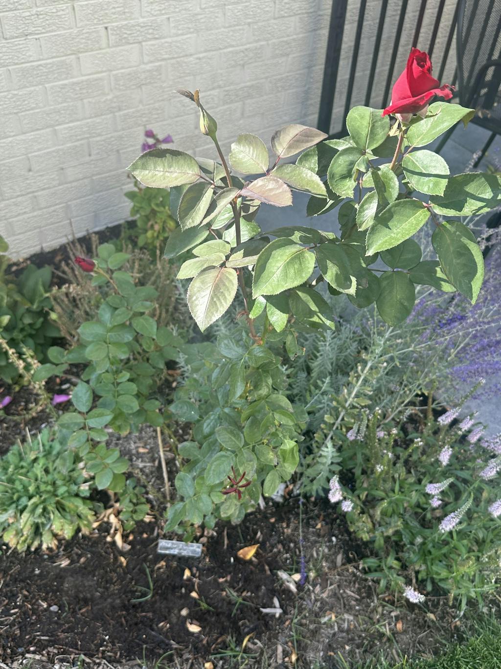 Mister Lincoln Rose - Hybrid Tea - Exceptionally Fragrant – Heirloom Roses