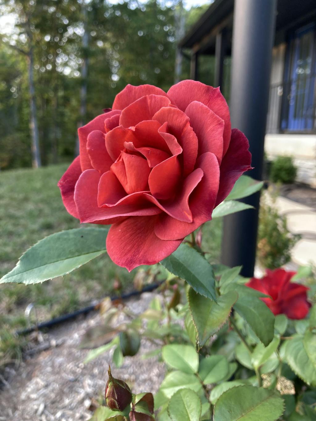 Hot Cocoa Rose - Shrub - Moderately Fragrant – Heirloom Roses