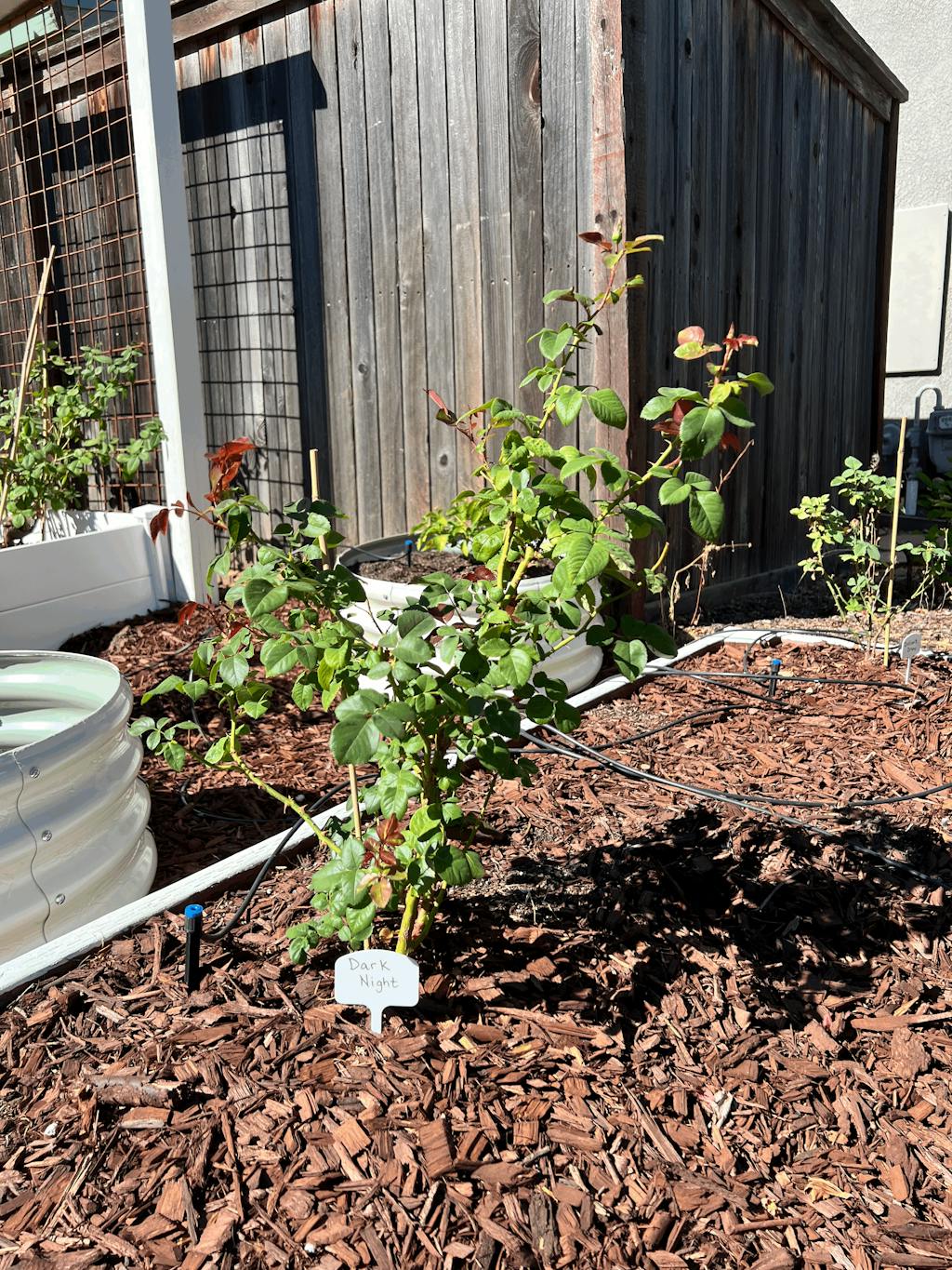 Dark Night Hybrid Tea Rose | Colorful Rose Bush – Heirloom Roses