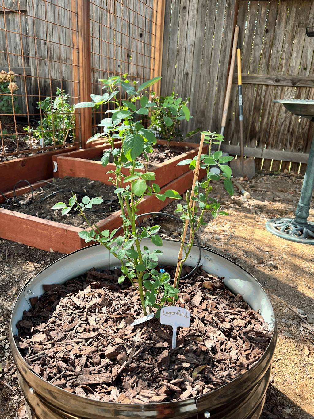 Lagerfeld Grandiflora Rose | Fragrant Rose Plant – Heirloom Roses