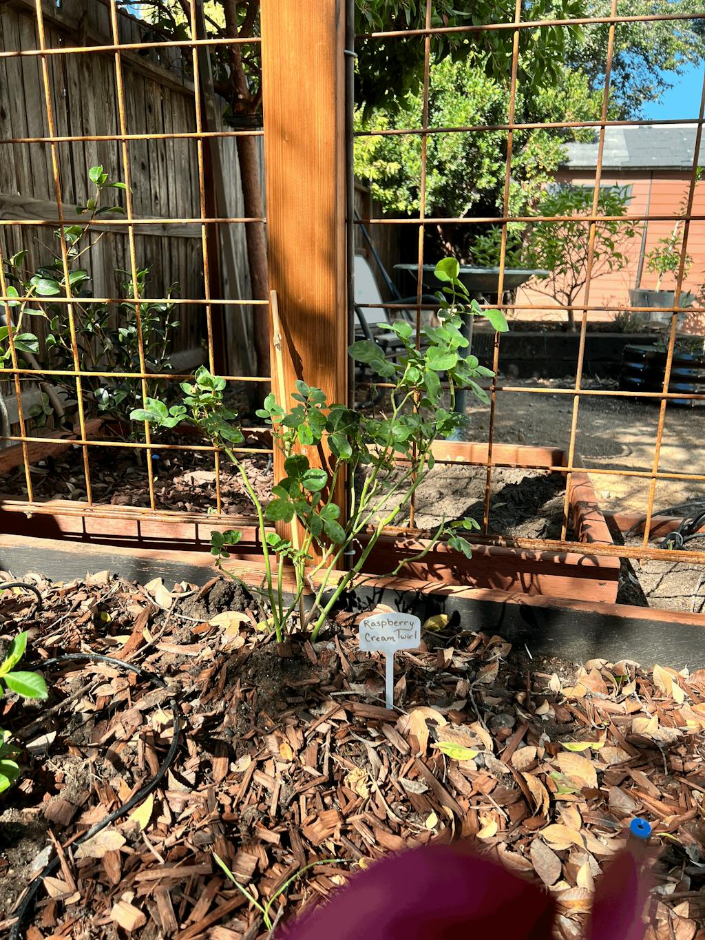 Raspberry Cream Twirl Rose - Climbing Roses - Lightly Fragrant ...