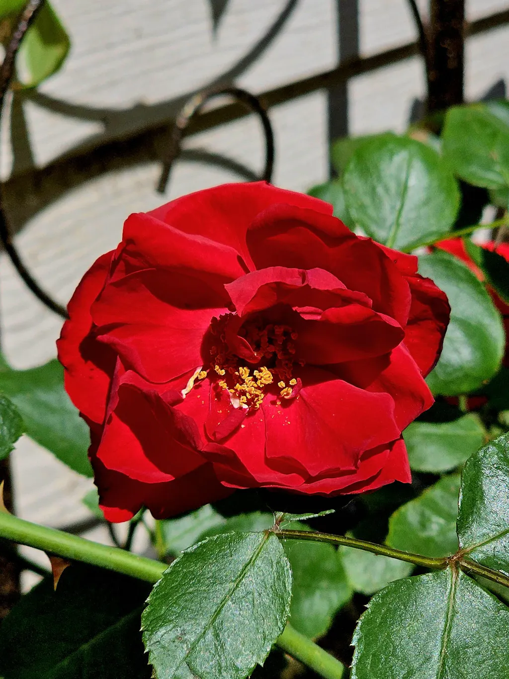Dublin BayClimbing Rose |Red Rose Plant – Heirloom Roses