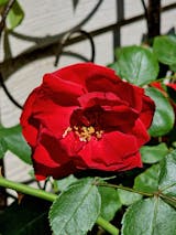 Dublin Bay Rose - Climbing Roses - Lightly Fragrant – Heirloom Roses