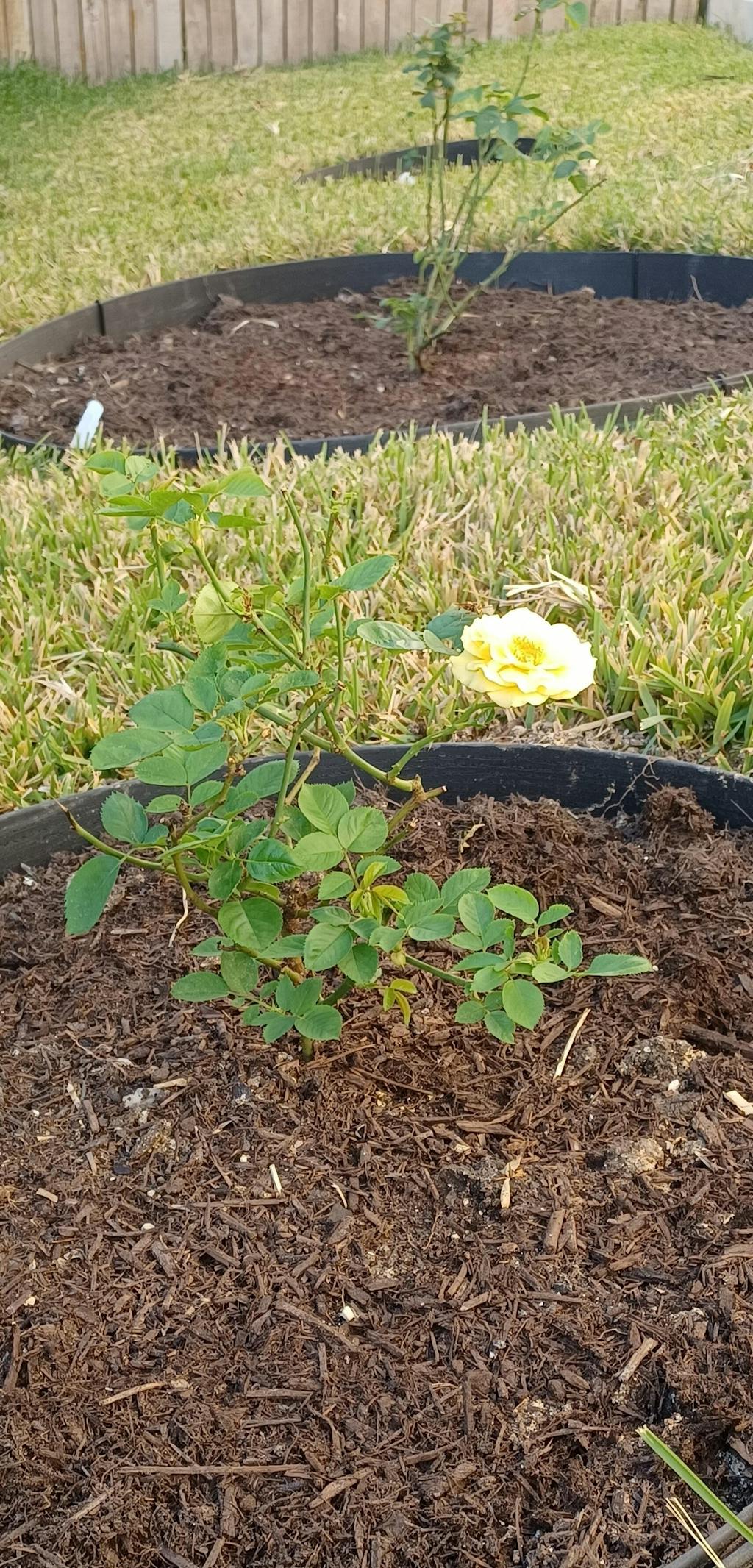 Julia Child Floribunda Rose | Yellow Rose Plant – Heirloom Roses