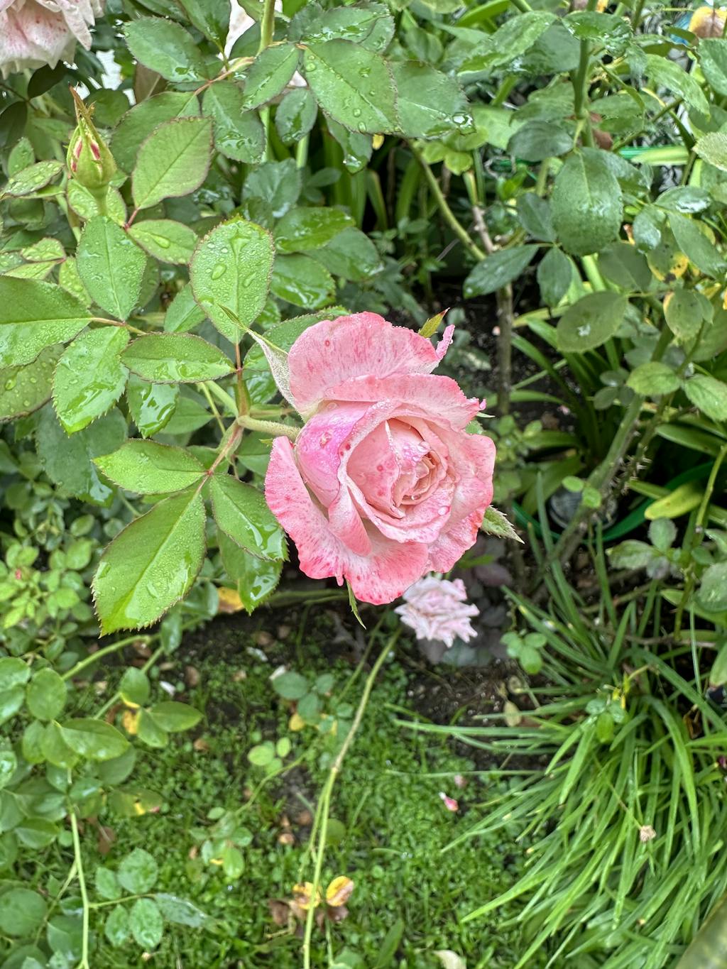 Pinkerbelle™ | Colorful Hybrid Tea Rose Bush – Heirloom Roses