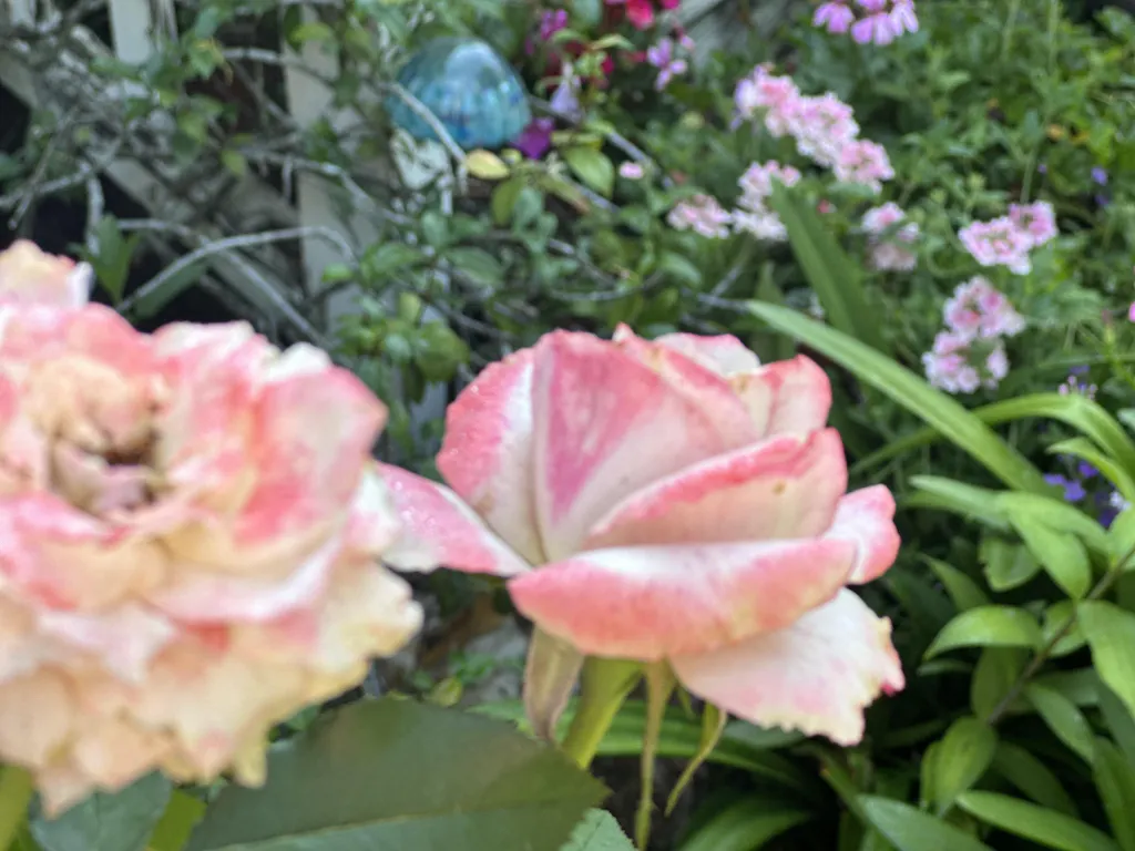 Pinkerbelle™ | Colorful Hybrid Tea Rose Bush – Heirloom Roses