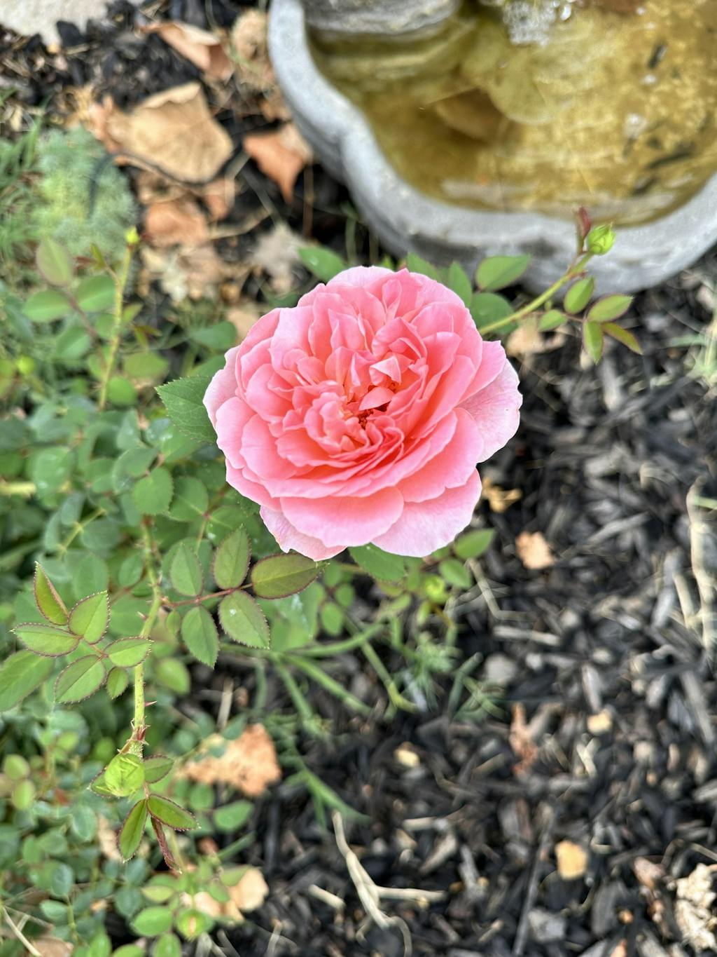 April Love Rose - Shrub - Exceptionally Fragrant – Heirloom Roses