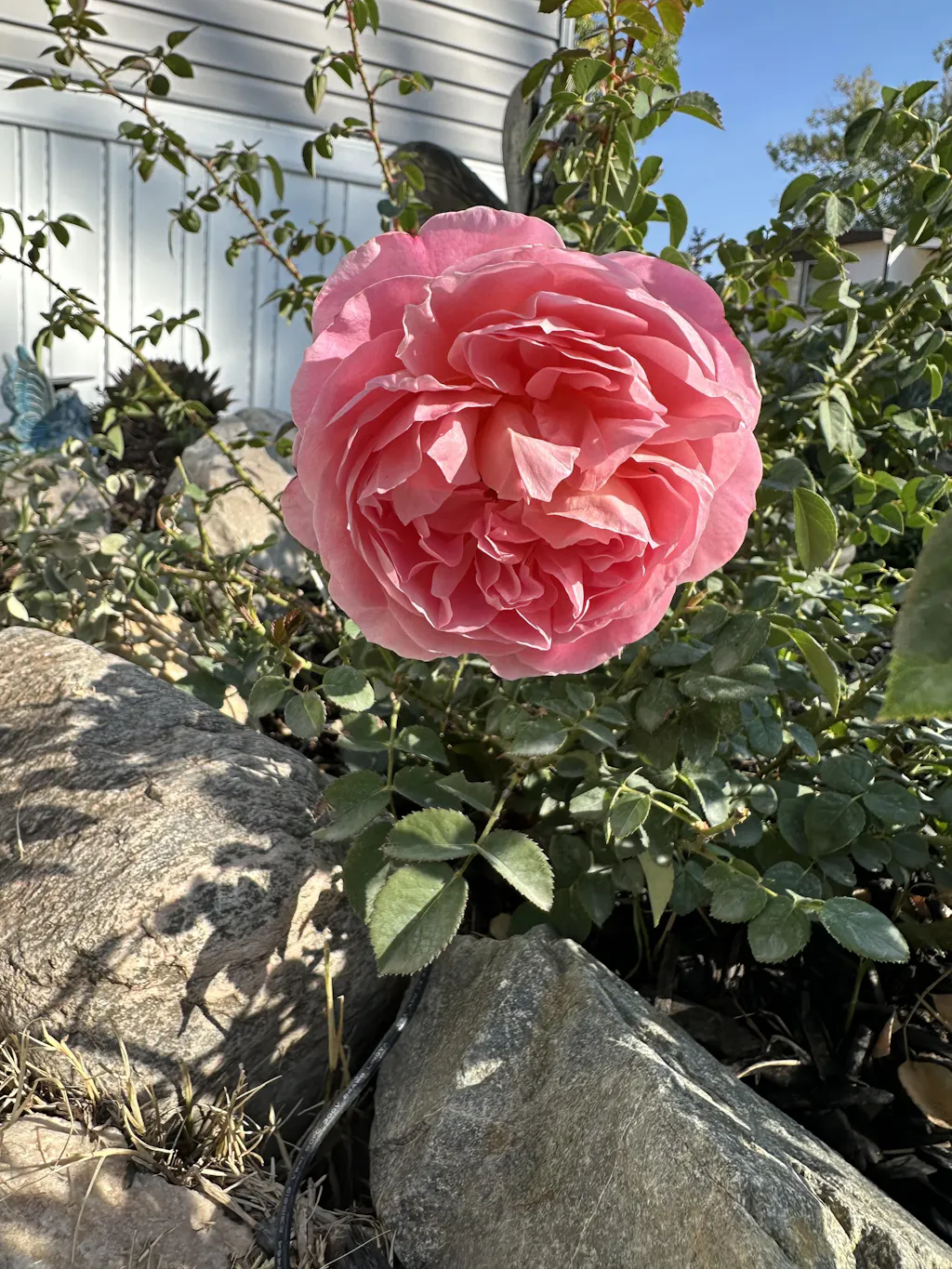 April Love Rose - Shrub - Exceptionally Fragrant – Heirloom Roses