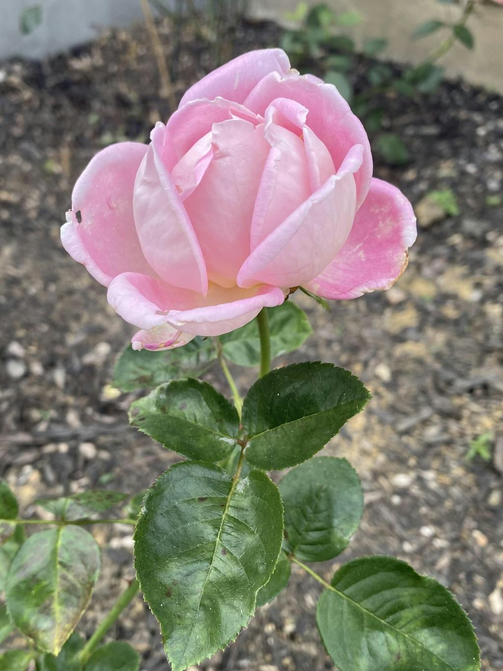 Amazing Grace Rose - Shrub - Exceptionally Fragrant – Heirloom Roses