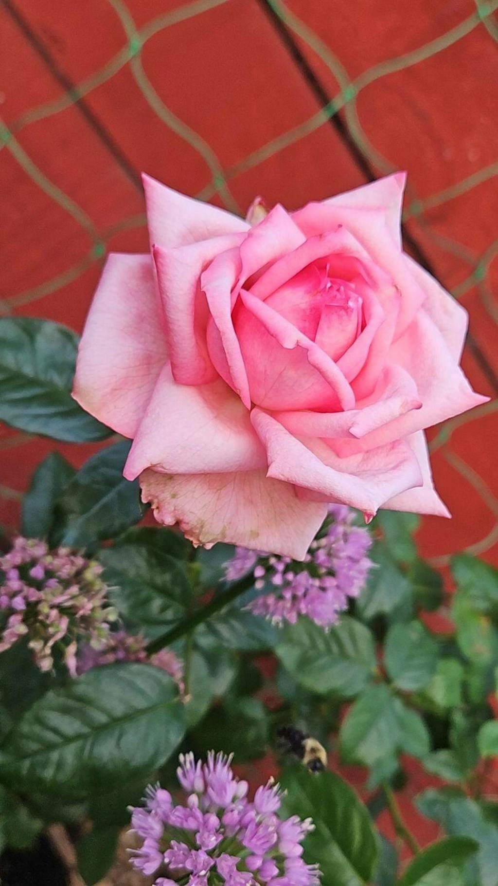 Eleganza Wedding Bells Hybrid Tea Rose | Pink Rose Plant – Heirloom Roses