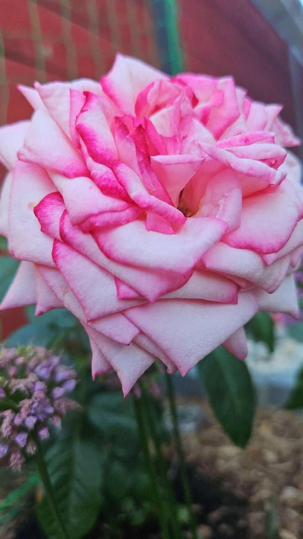 Eleganza Wedding Bells Hybrid Tea Rose | Pink Rose Plant – Heirloom Roses