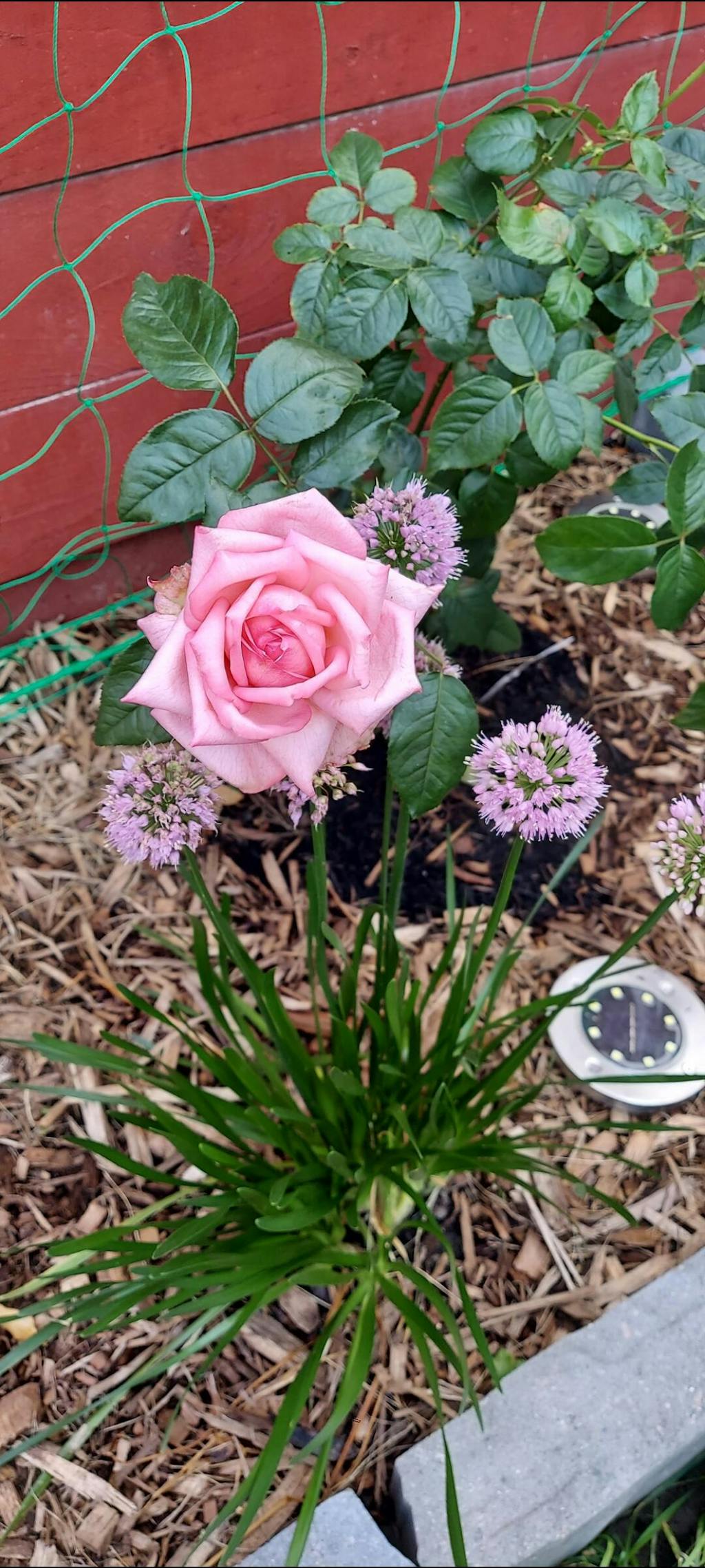 Eleganza Wedding Bells Hybrid Tea Rose | Pink Rose Plant – Heirloom Roses
