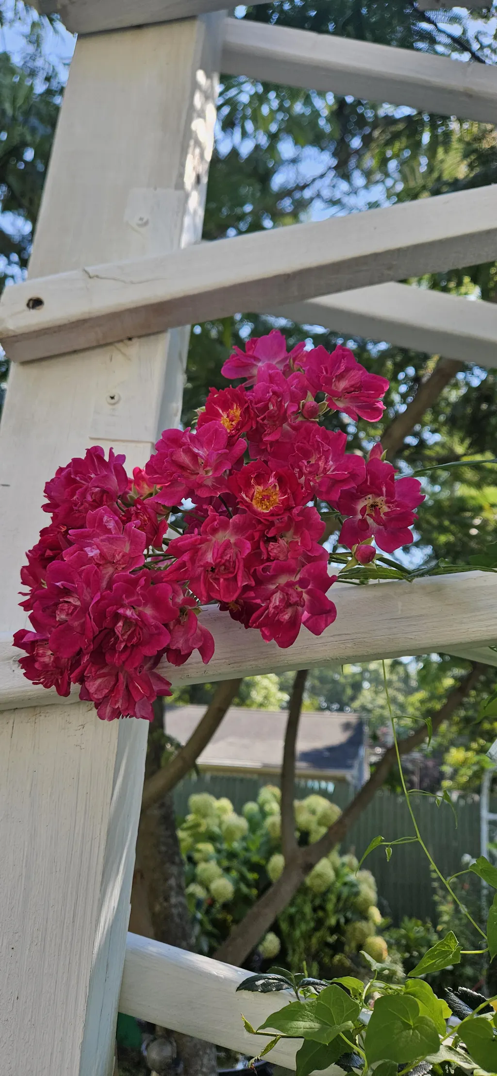 Super Excelsa Rambling Rose | Red Rose Bush – Heirloom
