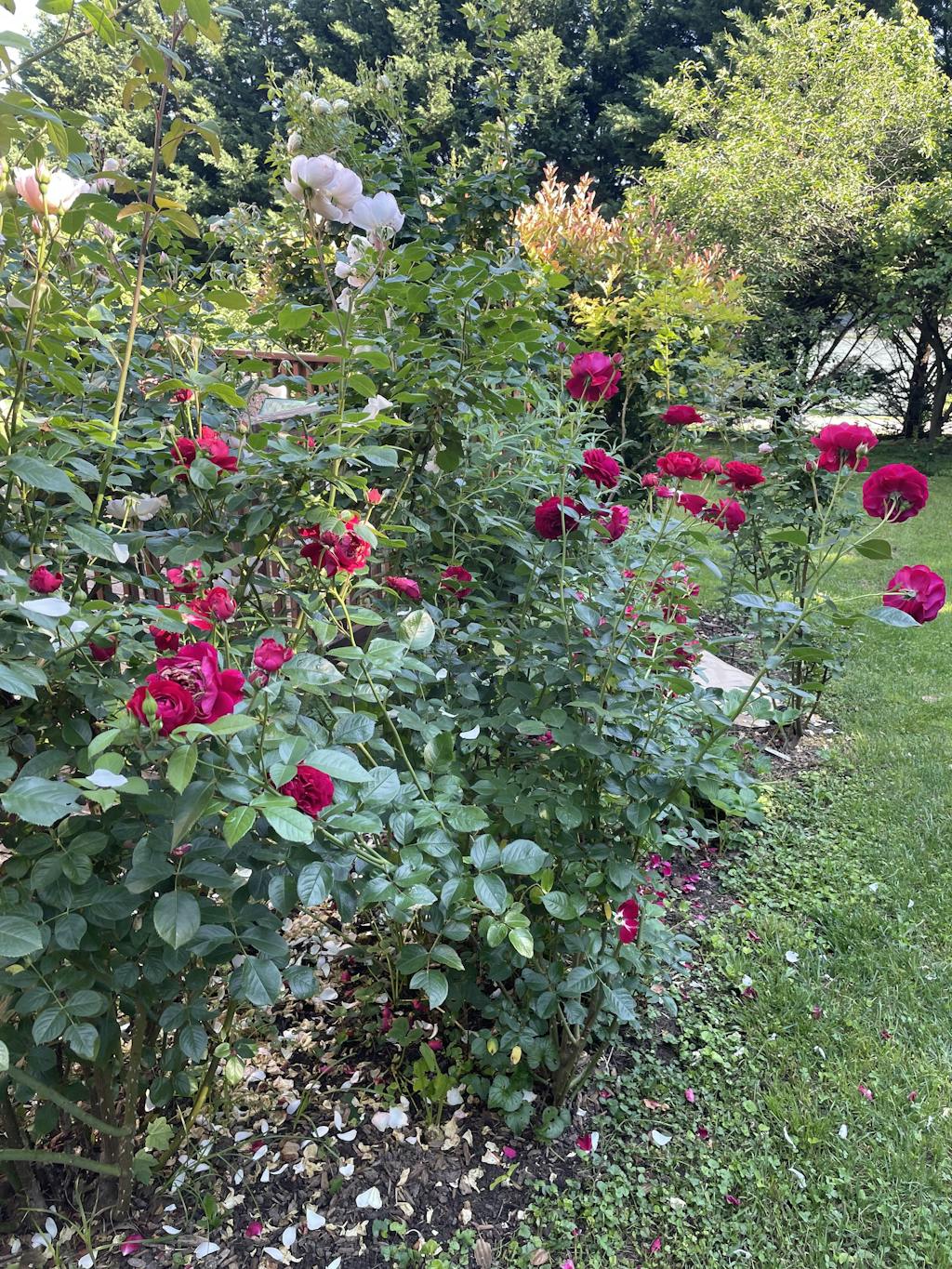 Bordeaux Rose - Floribunda - Lightly Fragrant – Heirloom Roses