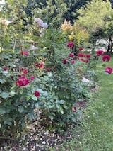 Bordeaux Rose - Floribunda - Lightly Fragrant – Heirloom Roses